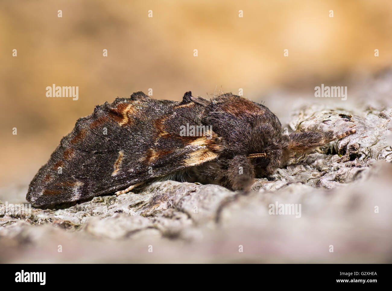 Iron prominent moth (Notodonta dromedarius) on bark. British nocturnal ...