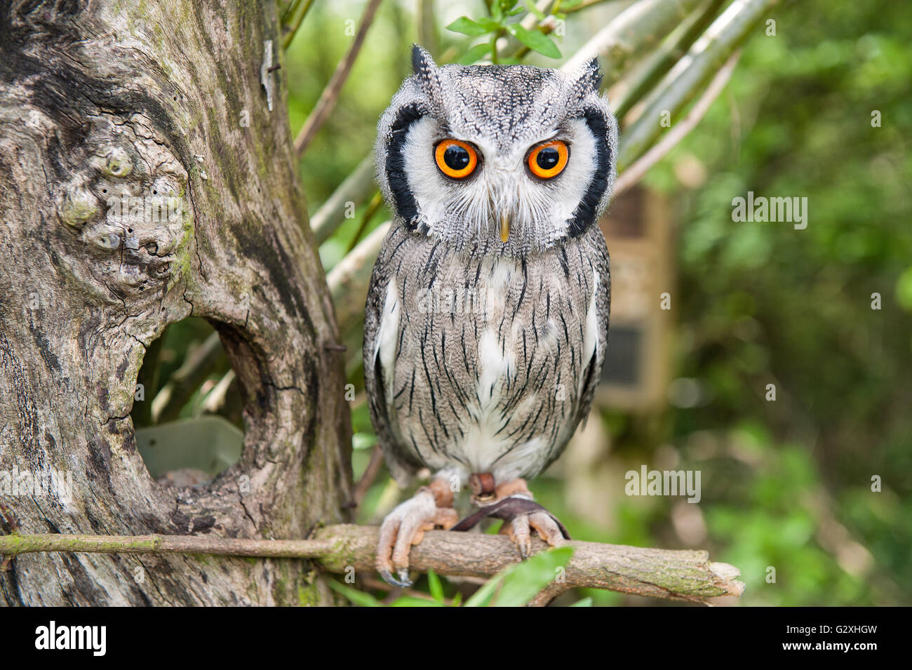 orange eyed owl sitting on a branch next to tree stub Stock Photo - Alamy