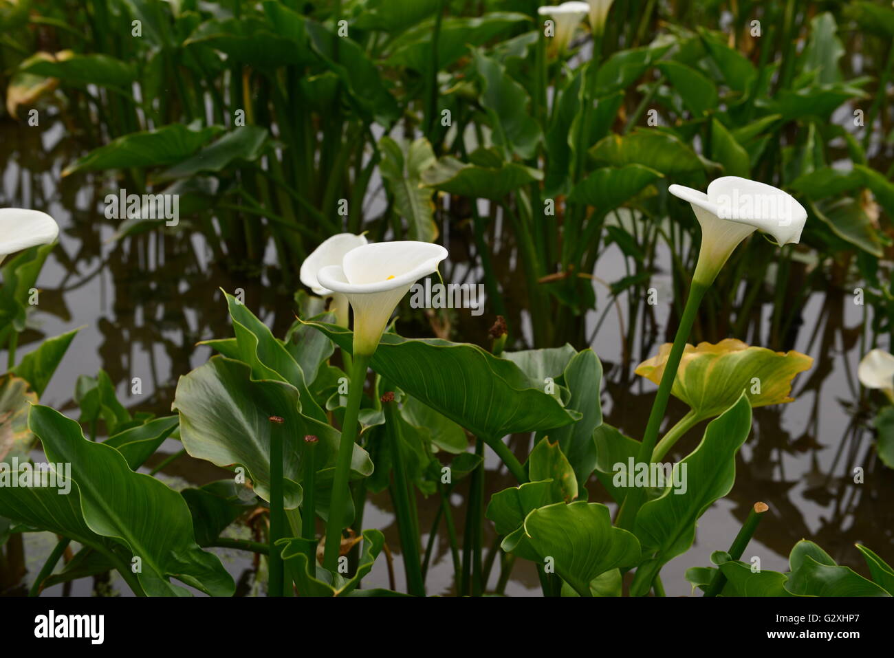 Common calla lily hi-res stock photography and images - Alamy