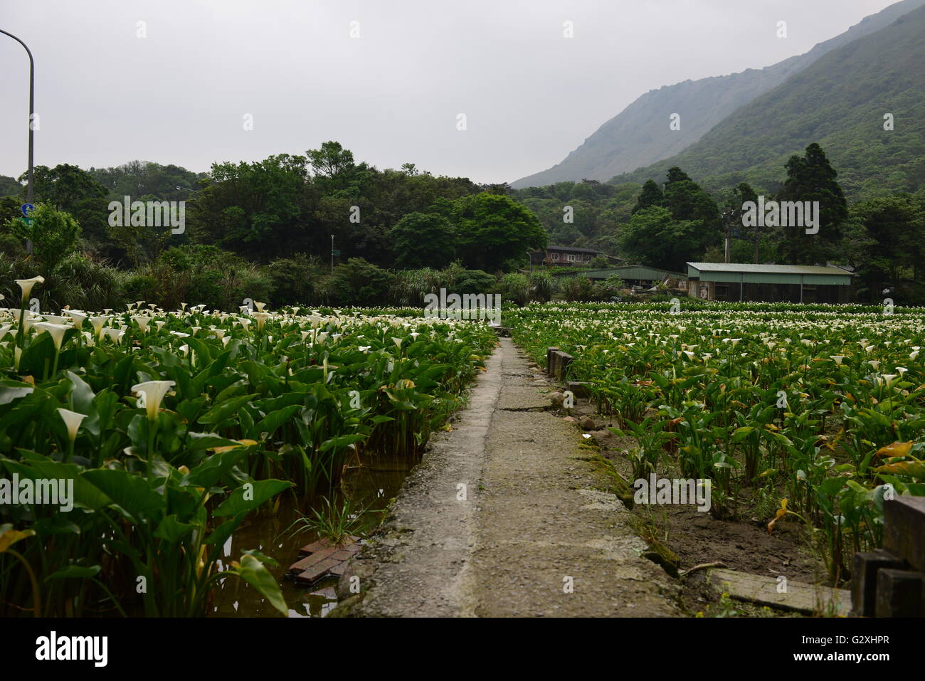 Calla image hi-res stock photography and images - Alamy