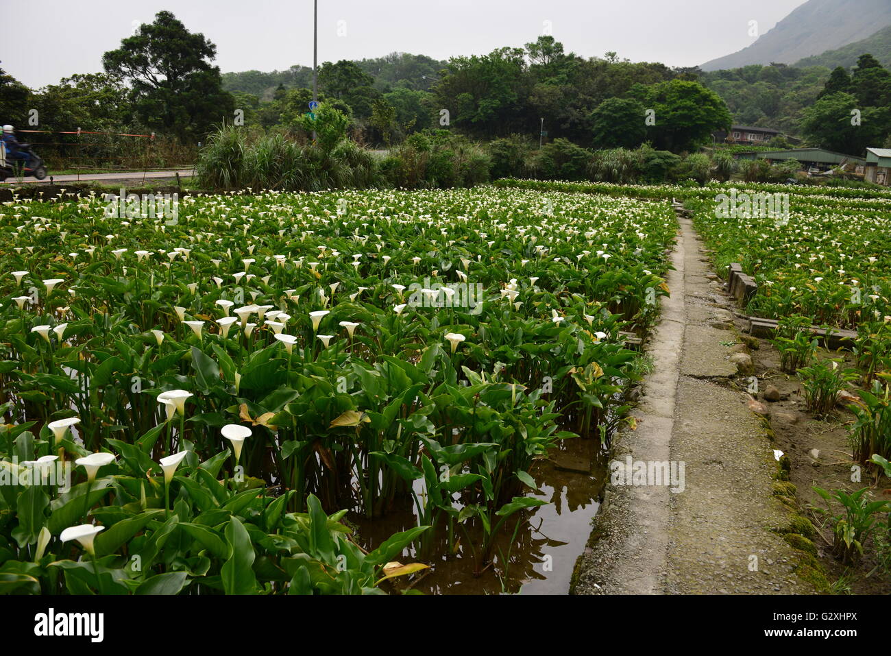 Common calla lilies hi-res stock photography and images - Alamy