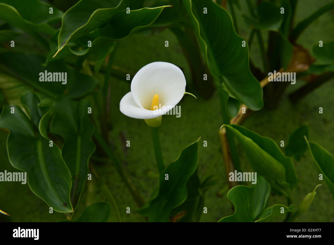 Calla image hi-res stock photography and images - Alamy