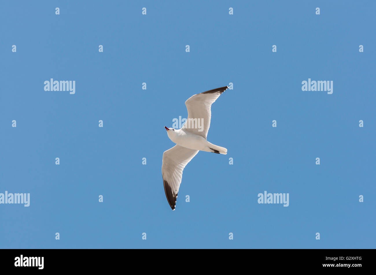 Audouin’s Gull in flight. It is an endangered gull restricted to the ...