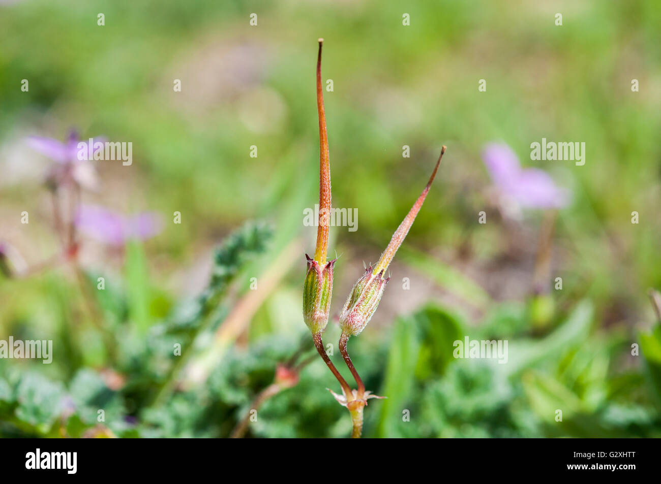 Fruits of Redstem filaree, Erodium Cicutarium. Photo taken in San ...