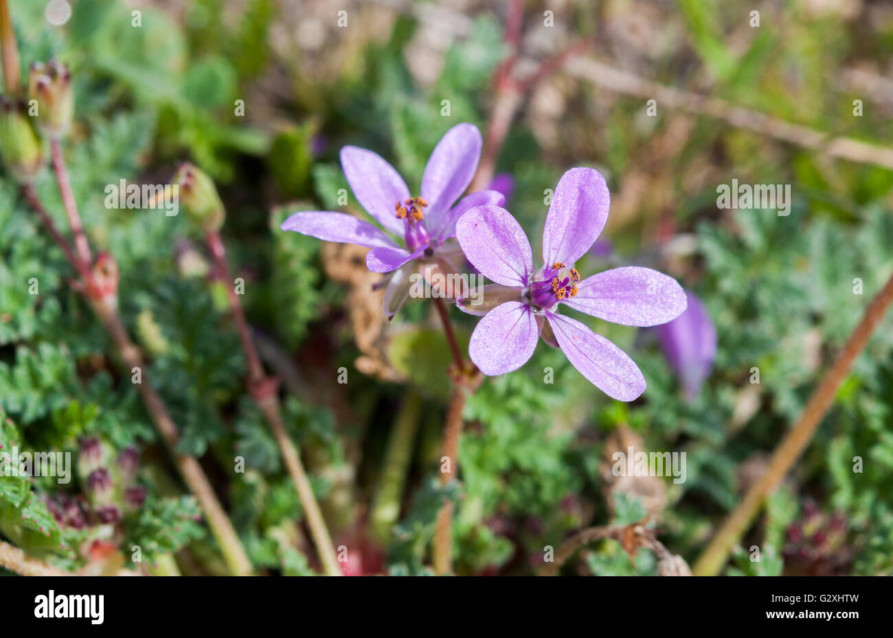 Flowers of Redstem filaree, Erodium Cicutarium. Photo taken in San ...