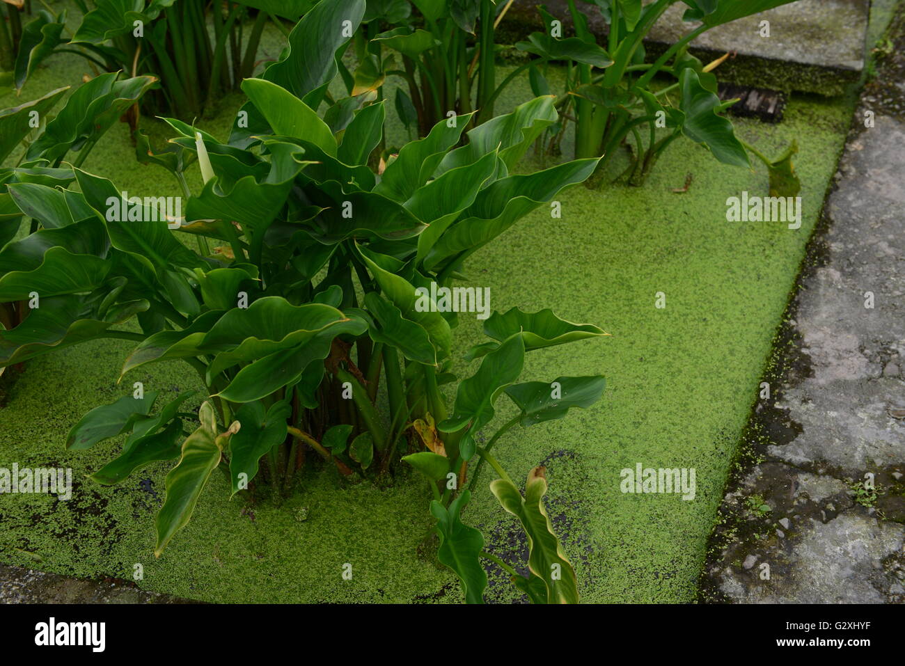 Common calla lily hi-res stock photography and images - Alamy
