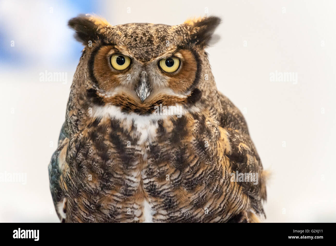 Staring contest hi-res stock photography and images - Alamy