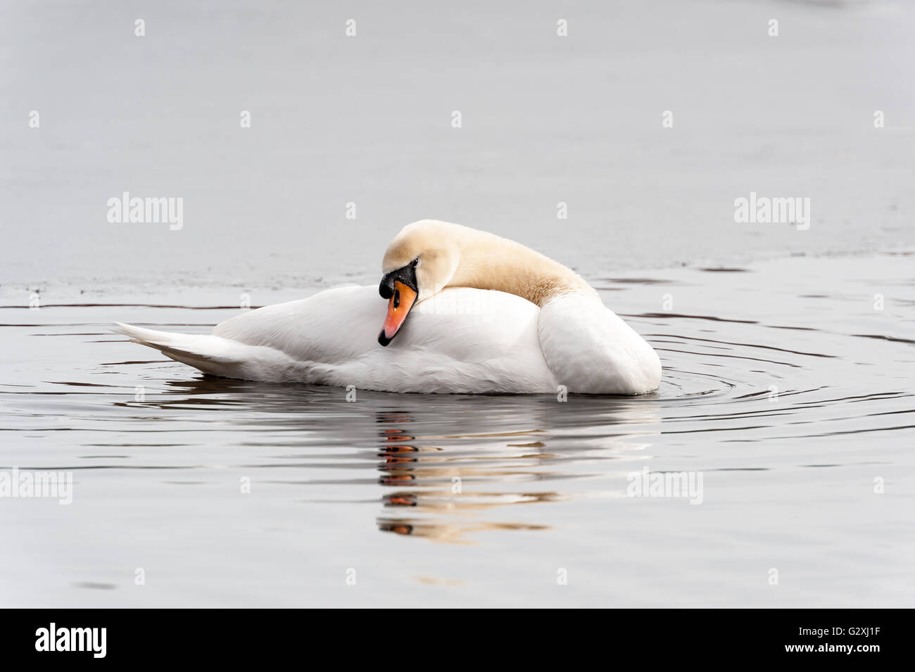 Swan gaze hi-res stock photography and images - Alamy