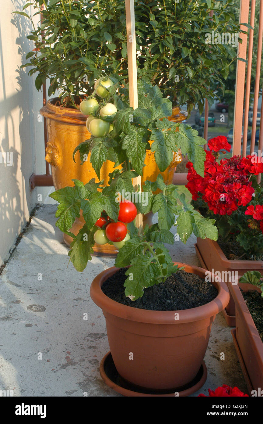 Tomato Plants In Pots