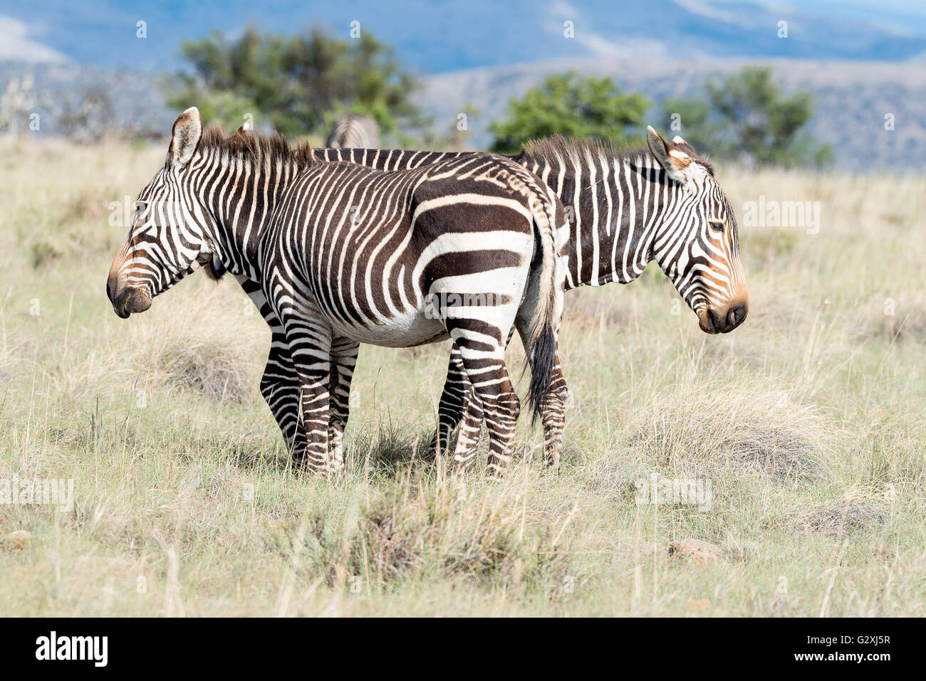 Two mountain zebra, Equus zebra zebra, looking opposite directions near ...