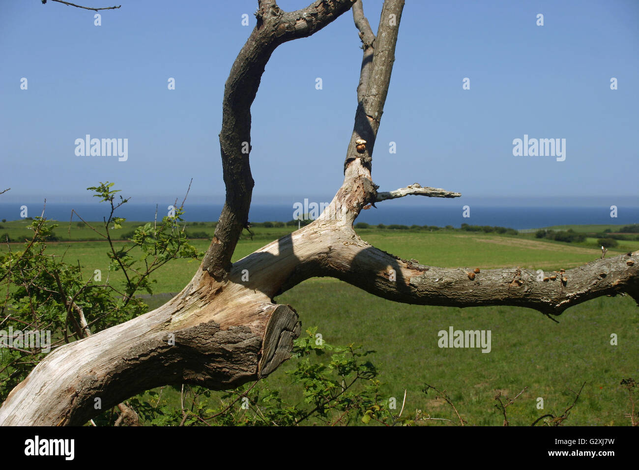 Top of oak tree hi-res stock photography and images - Alamy