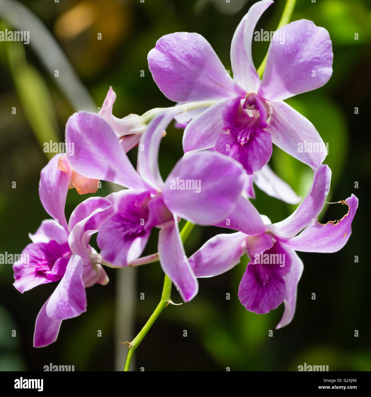 Purple orchid flowers in the botanical garden of Mahe, Seychelles Stock ...