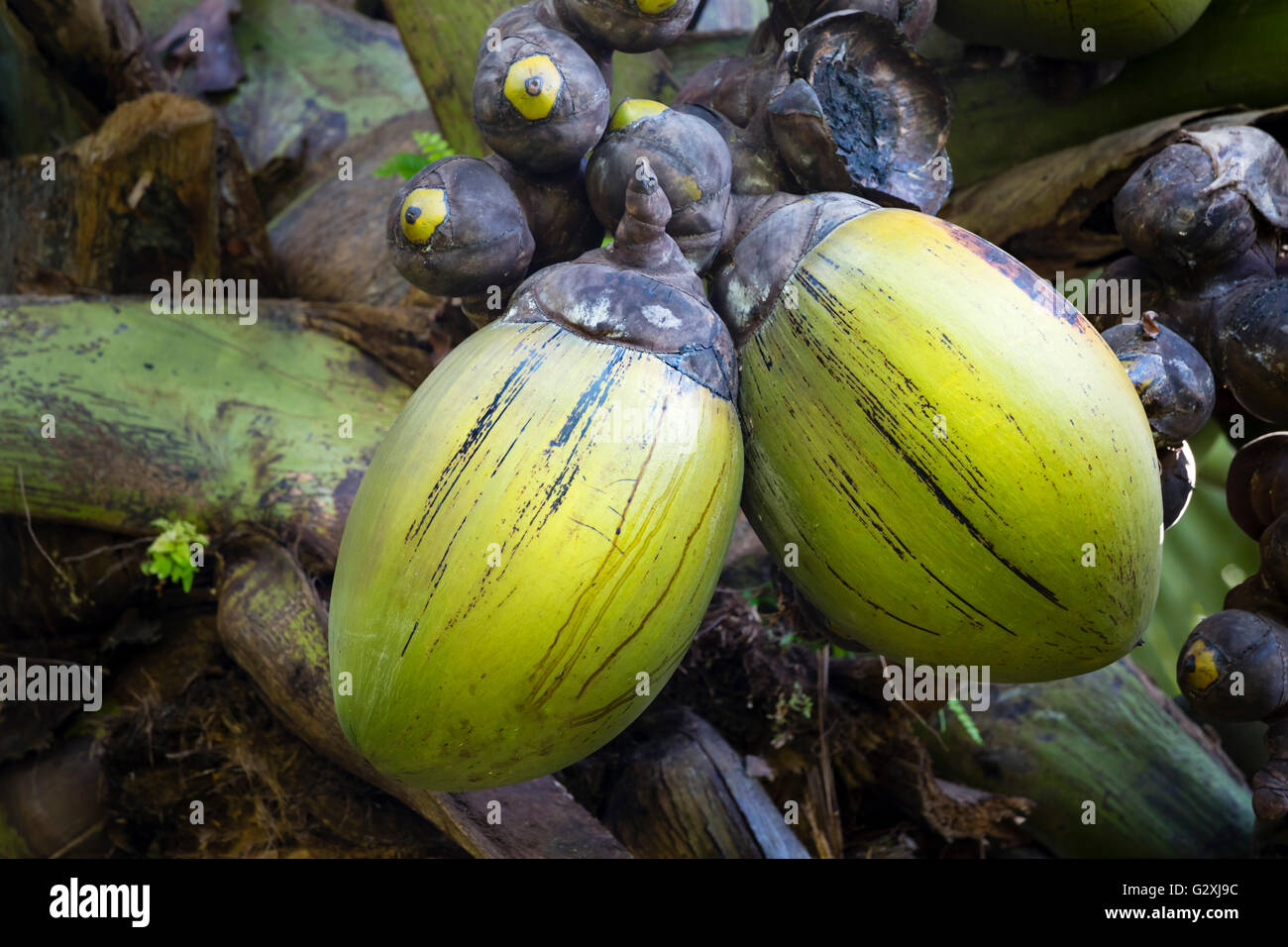 Coco De Mer Coconut Green High Resolution Stock Photography and Images ...