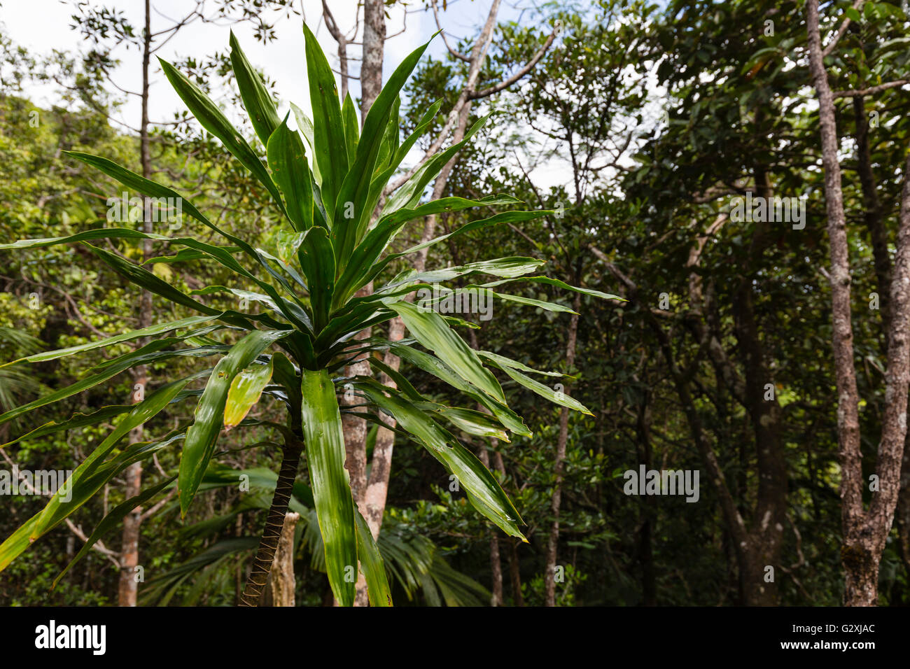 Tropical rainforest on the trail to Mount Copolia in Mahe, Seychelles ...