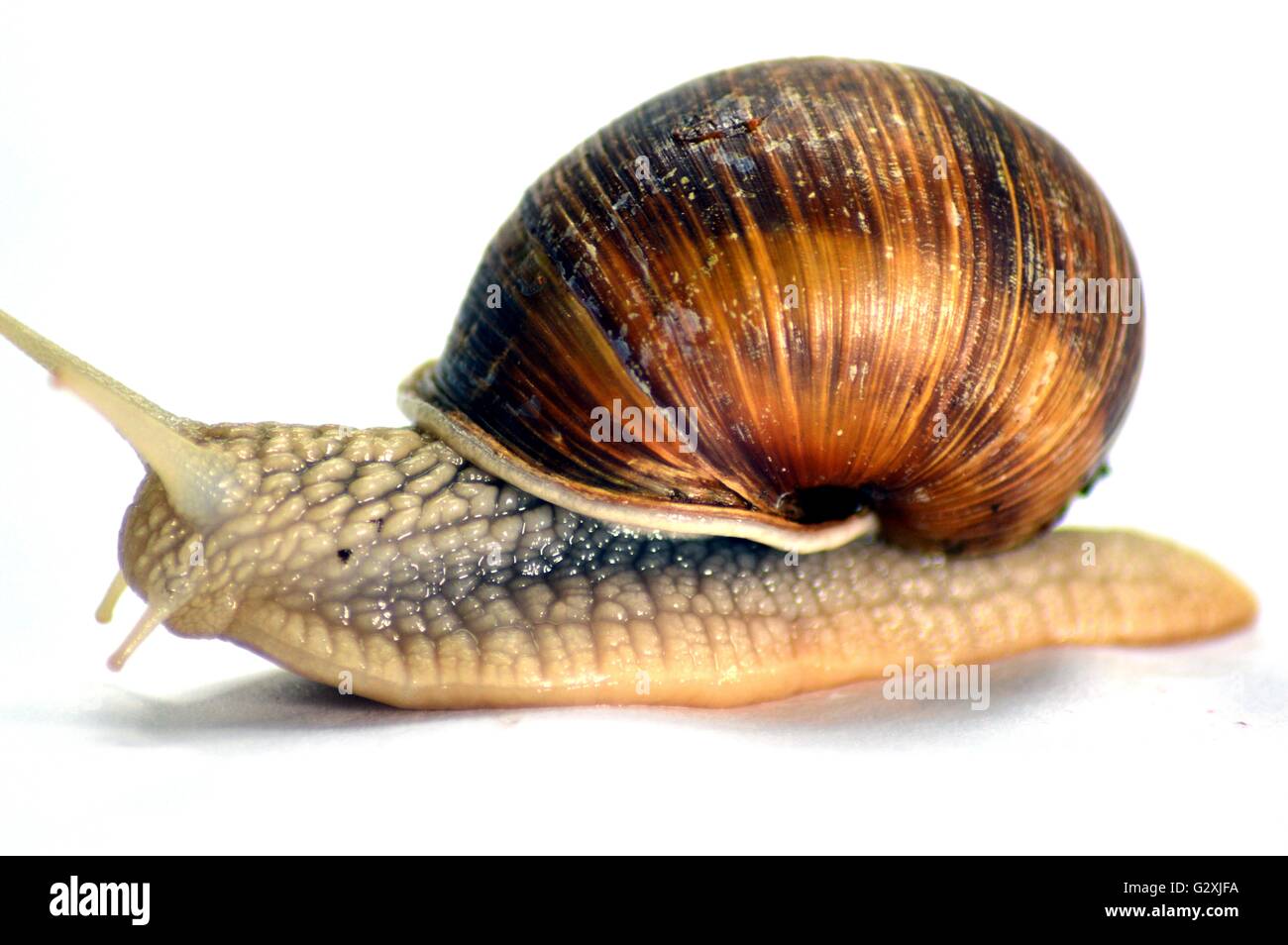 The gris Cut Out Stock Images & Pictures - Alamy