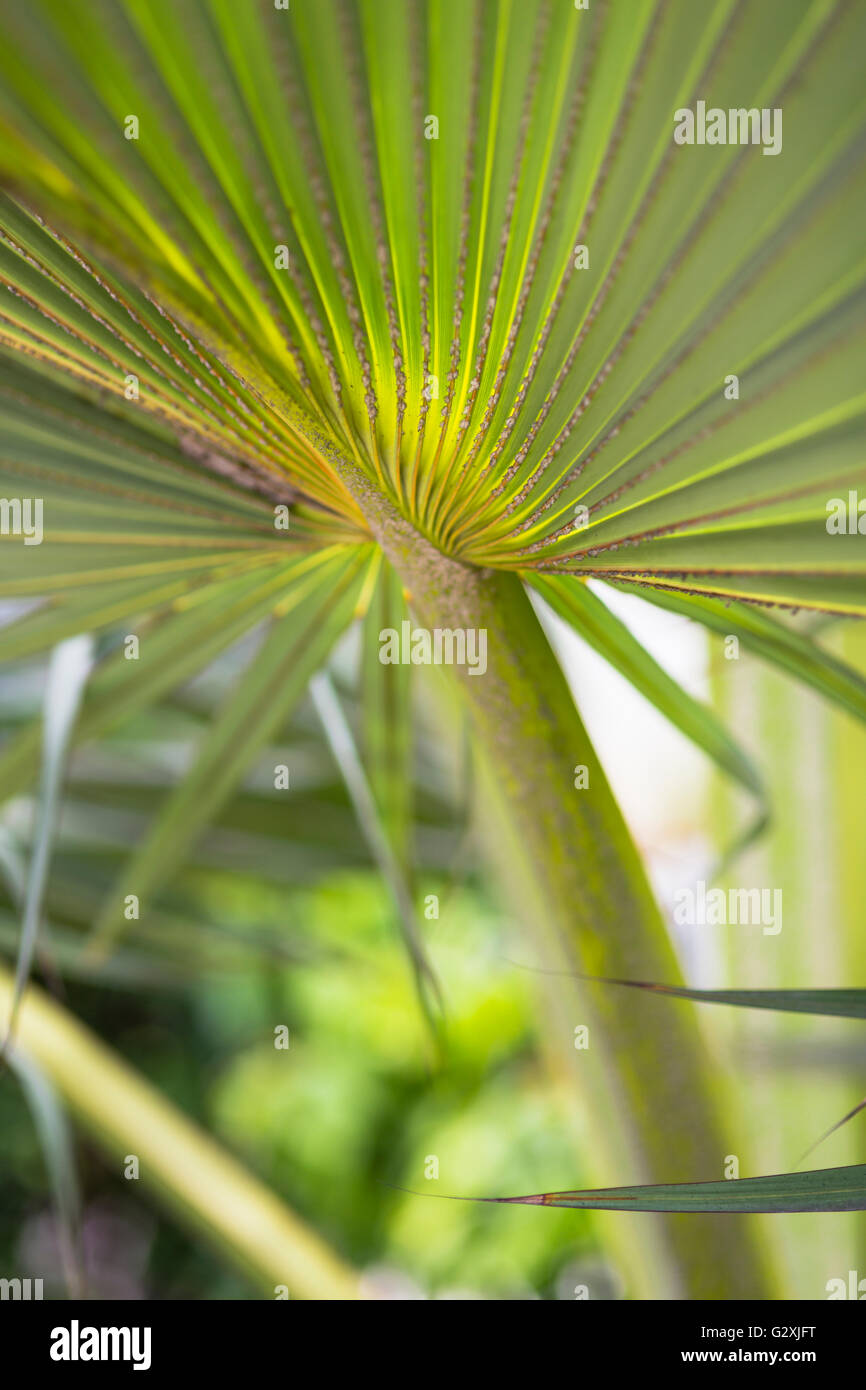 Seychelles pattern hi-res stock photography and images - Alamy
