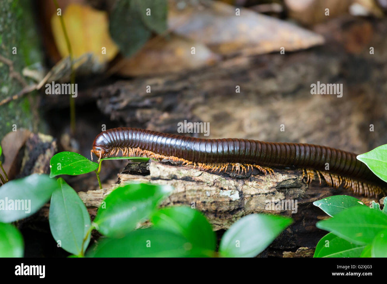 Giant Millipede High Resolution Stock Photography and Images - Alamy