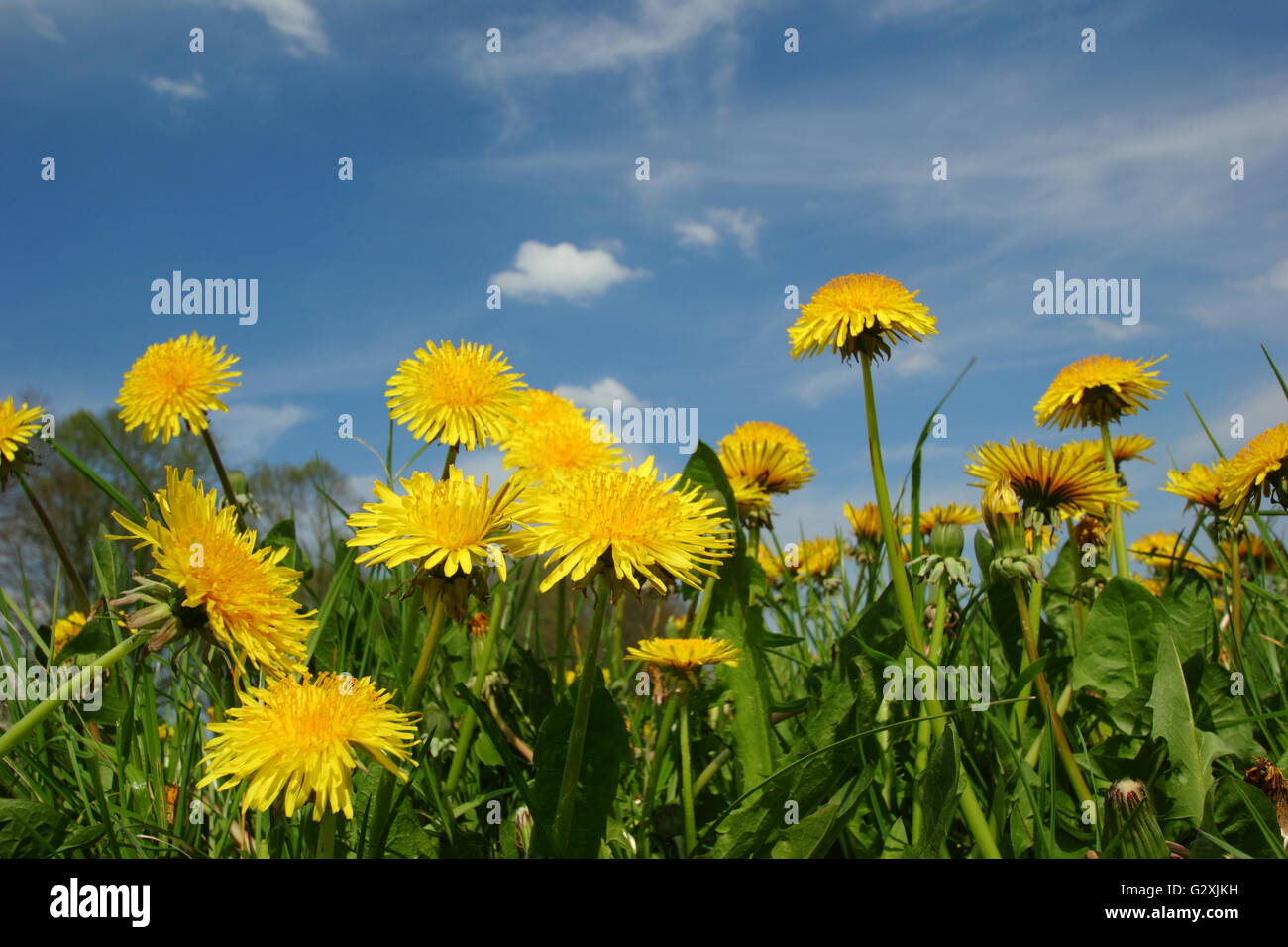 Dandelions meadow blue sky hi-res stock photography and images - Alamy