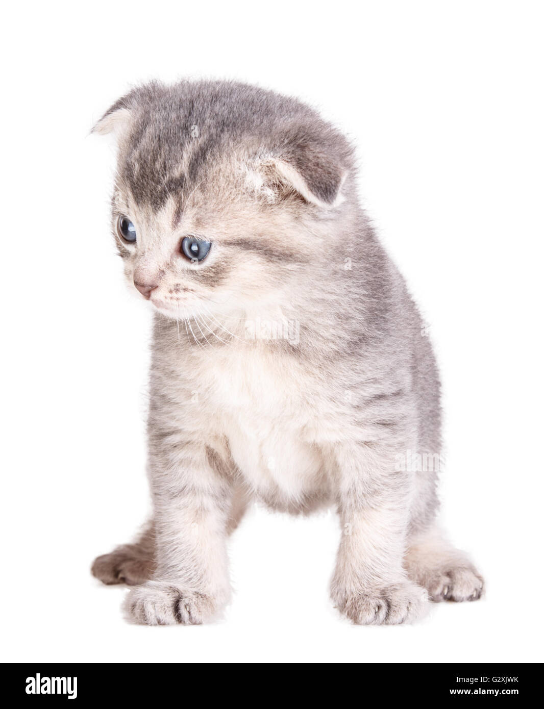 little kitten isolated on white Stock Photo - Alamy