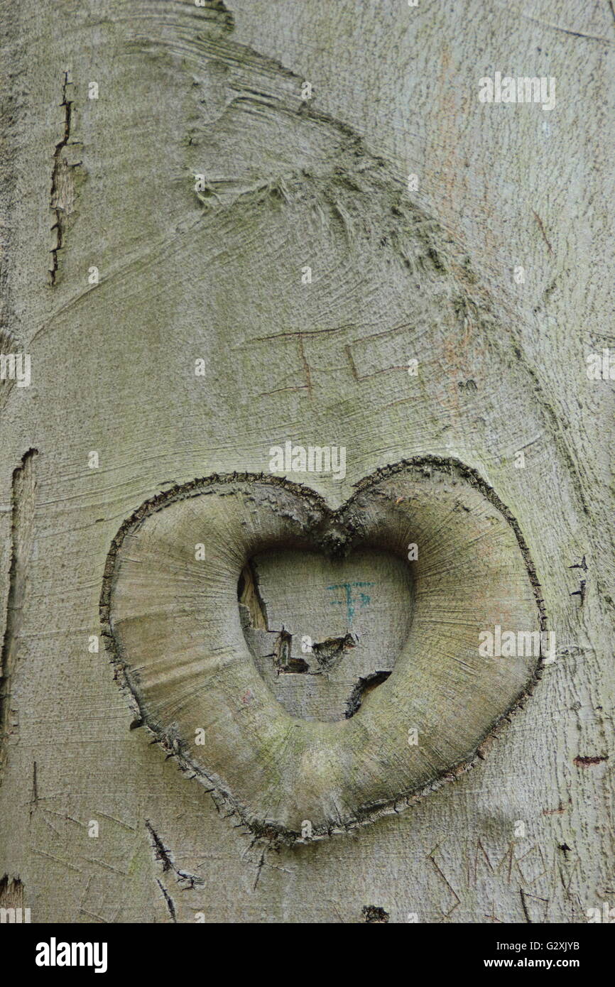 A tree trunk carved with a love heart, England UK Stock Photo - Alamy