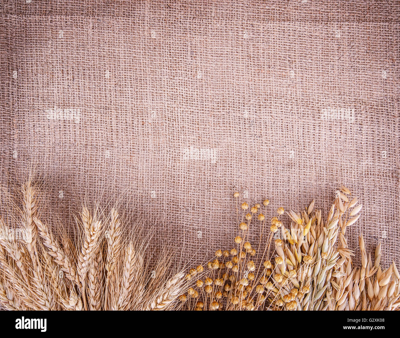 spikelets Wheat corn flax burlap background Stock Photo - Alamy