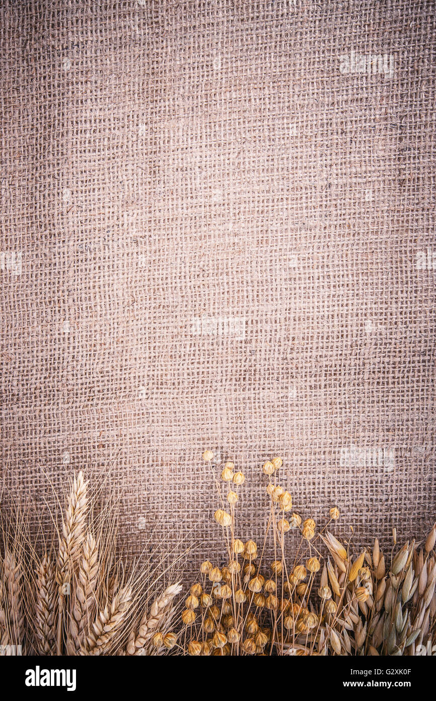 Flax plant cloth hi-res stock photography and images - Alamy