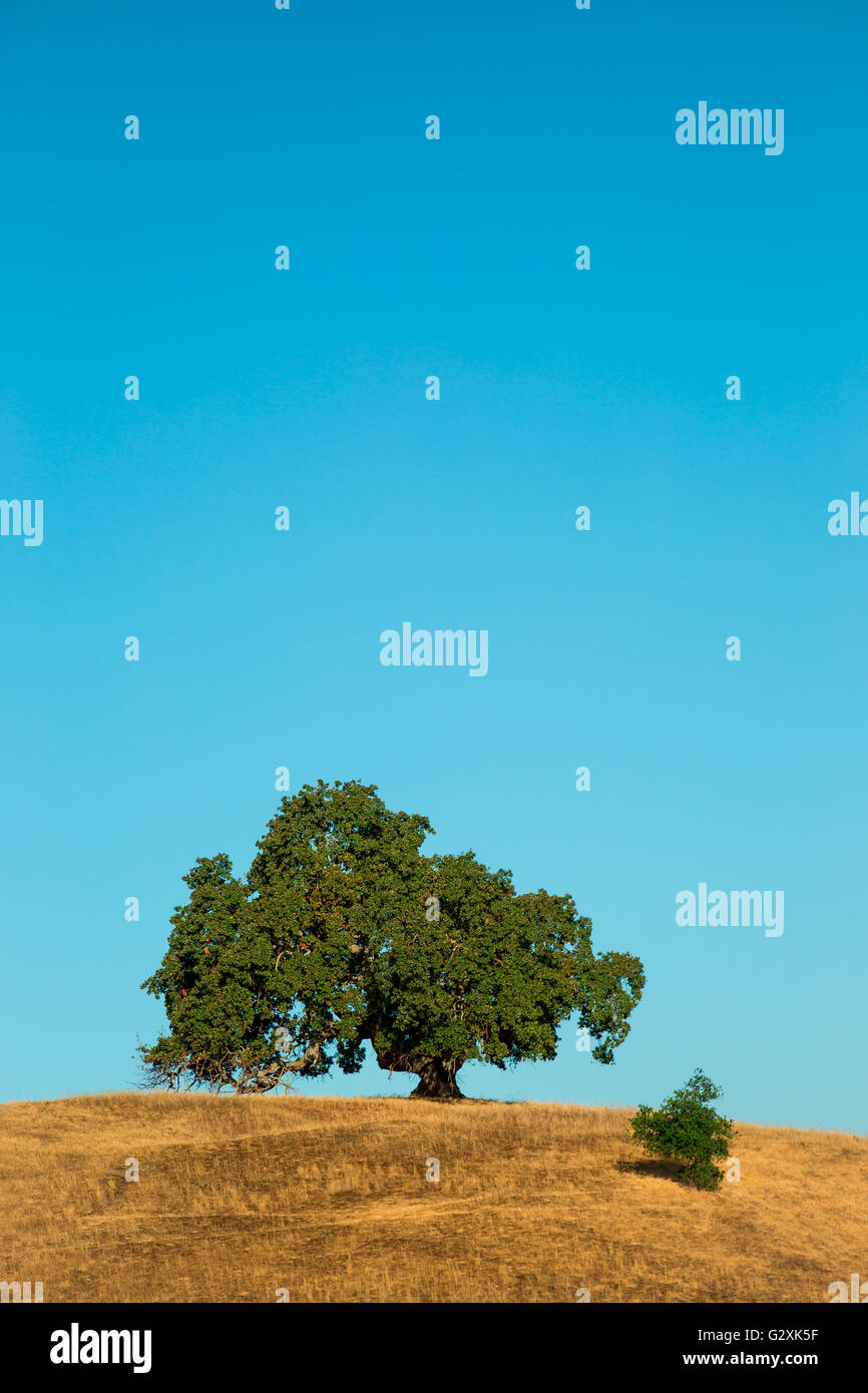 Old oka tree with blue sky and yellow grass Stock Photo - Alamy