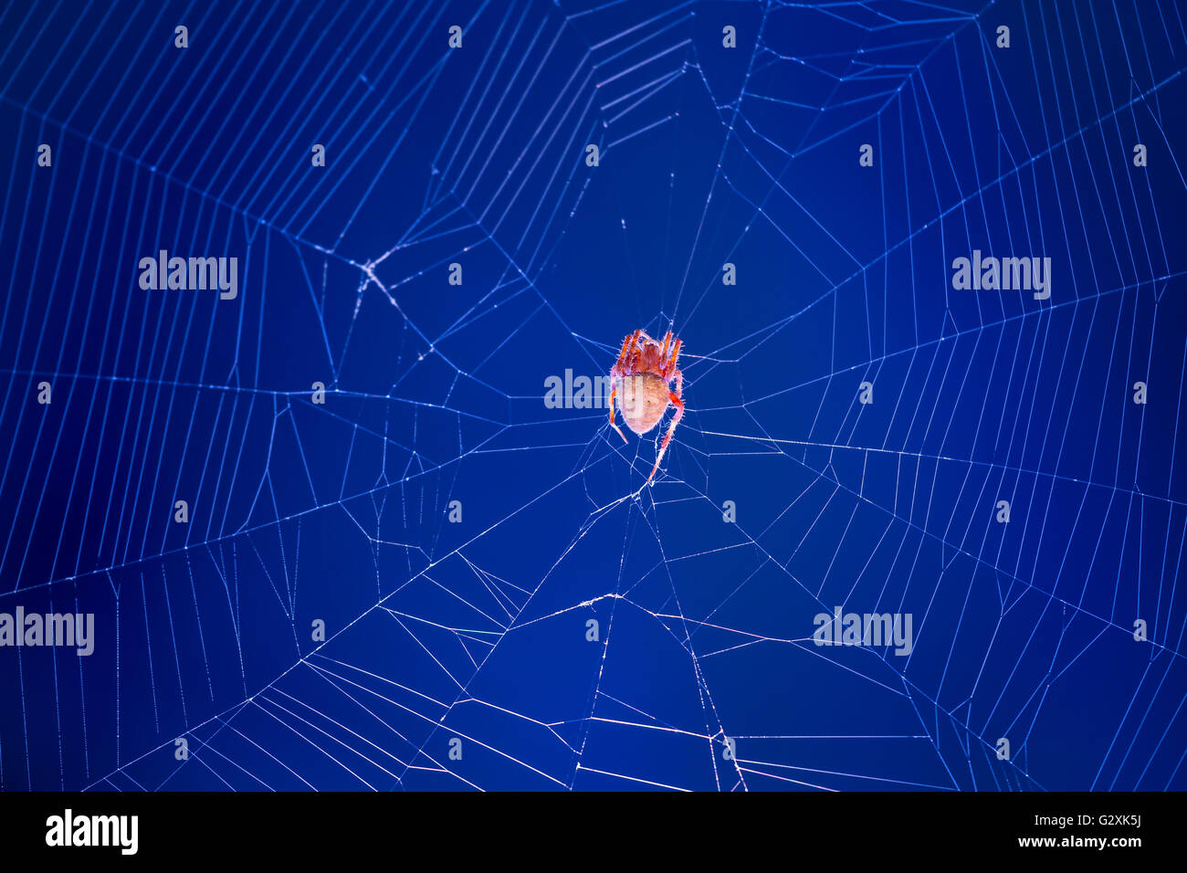 A spider on a spider web on blue background Stock Photo - Alamy