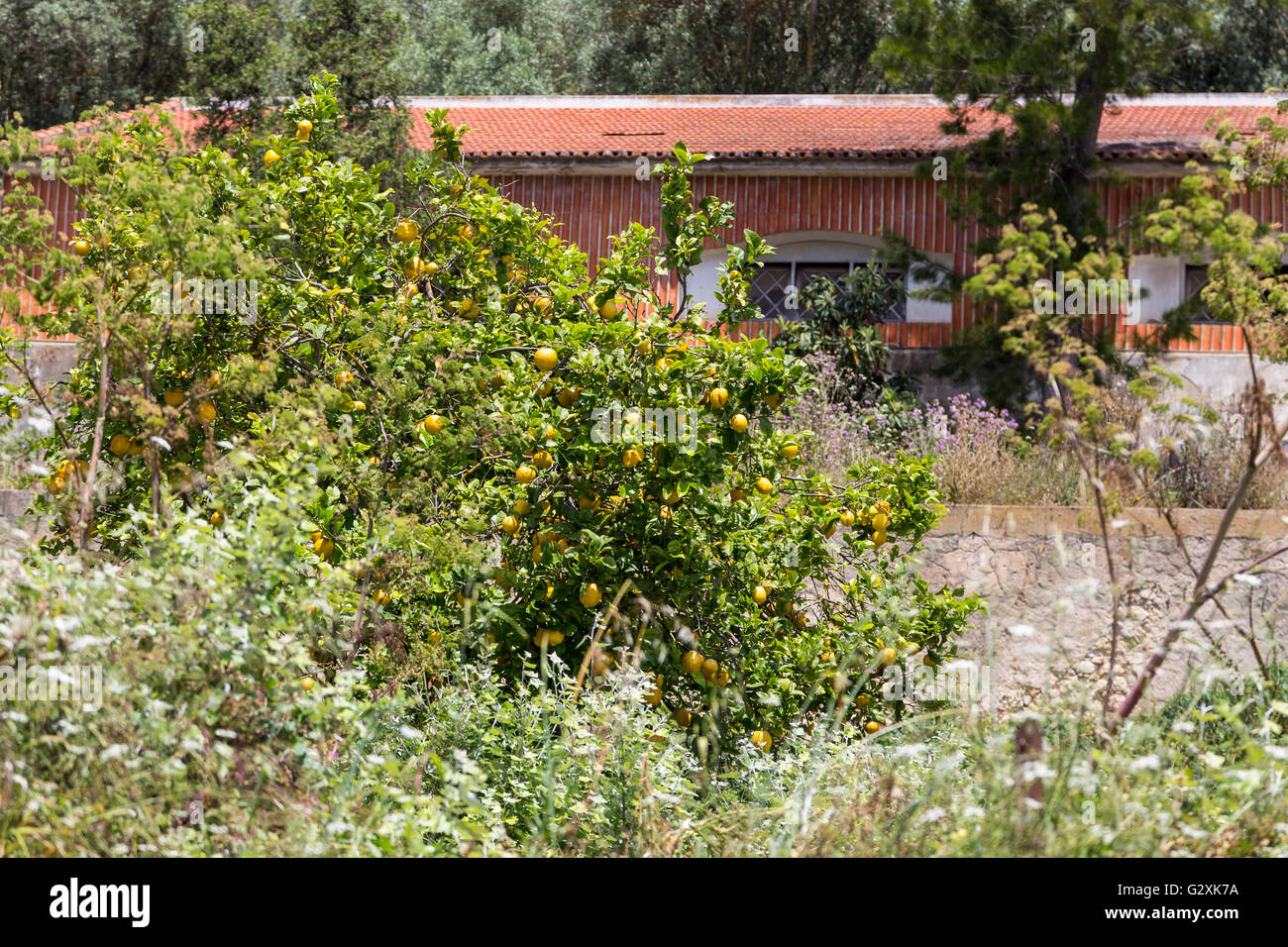 lemon tree on backyard european house Stock Photo - Alamy