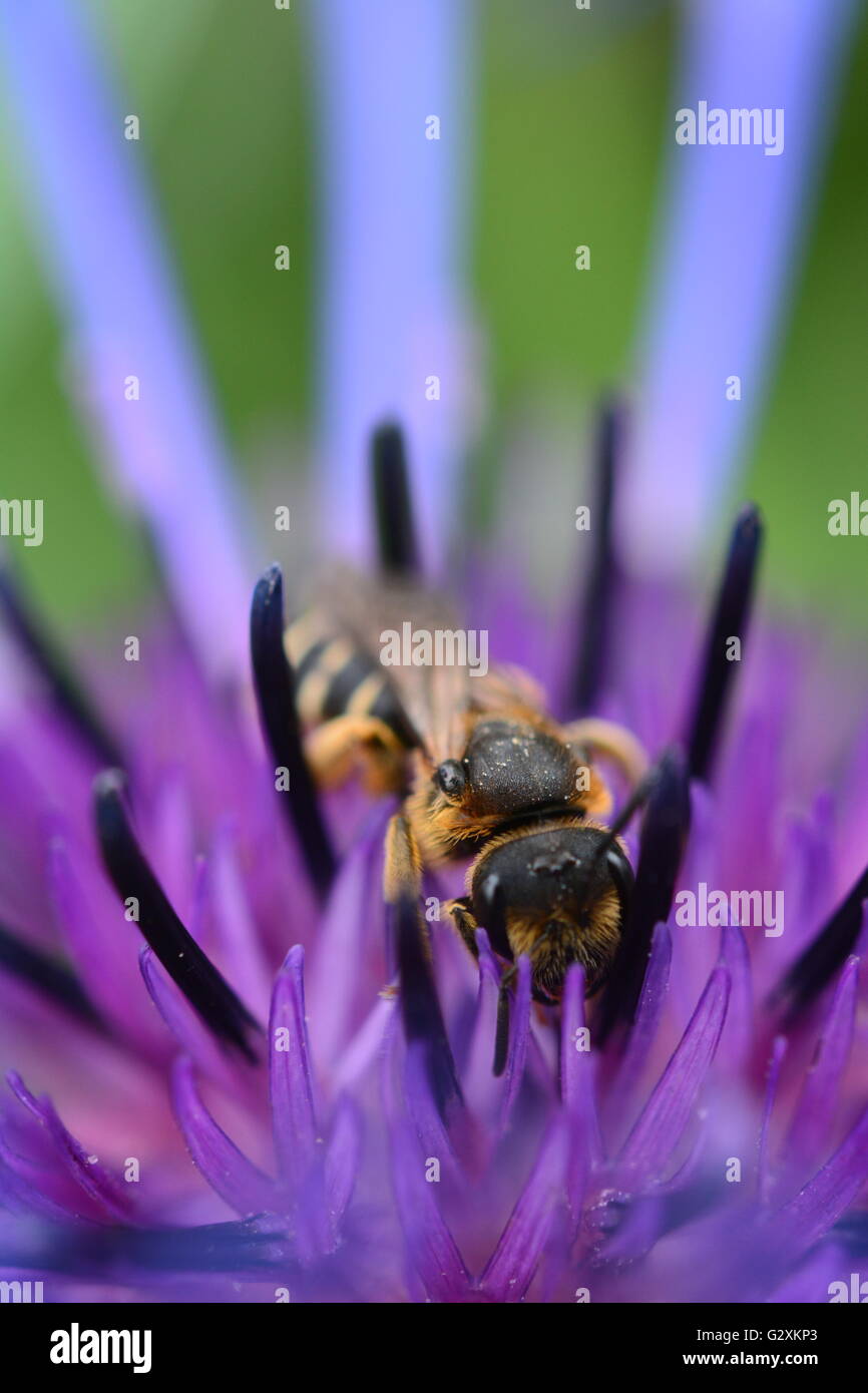 Inside a bee hive hi-res stock photography and images - Alamy