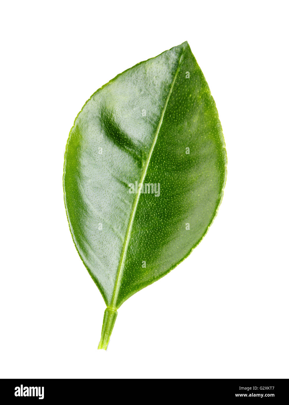 lemon leaf isolated on white background clipping path Stock Photo - Alamy
