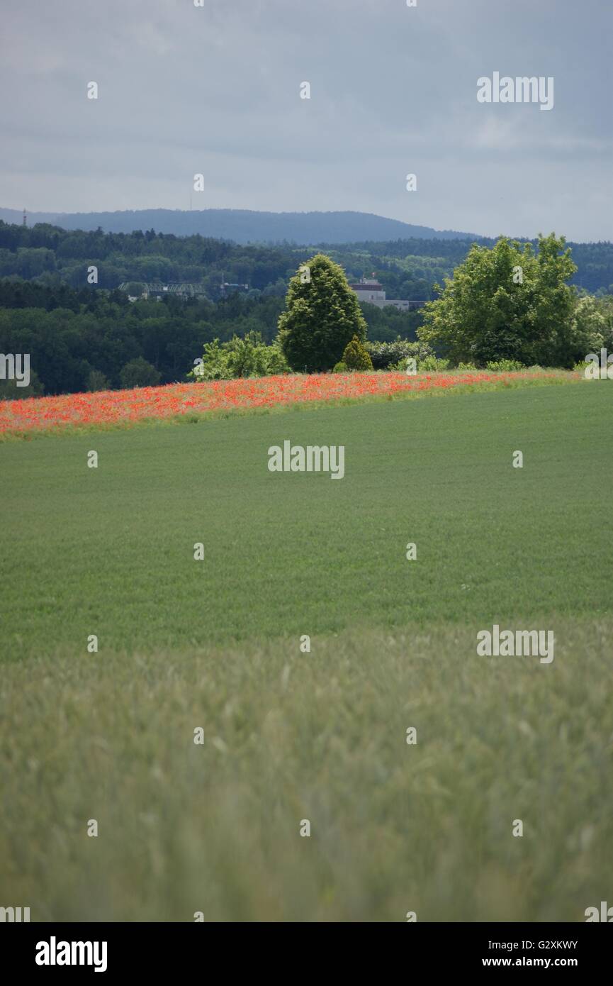 SONY DSC poppy field, grain, red, green, forest, hills, cloudy sky ...