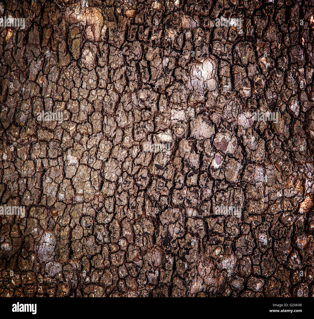 tree bark background texture closeup Stock Photo - Alamy