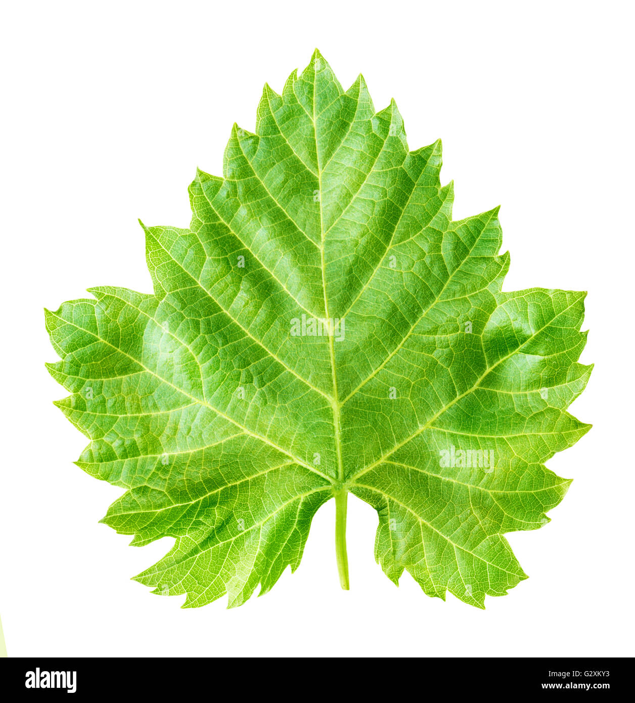 grape leaf isolated on white background Stock Photo - Alamy