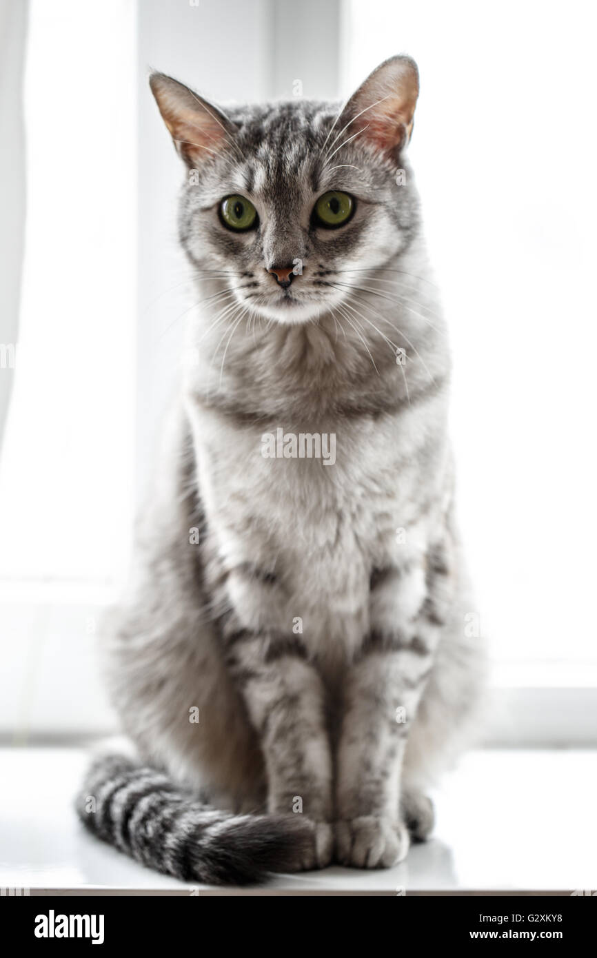 gray cat tabby Shorthair sit Stock Photo - Alamy
