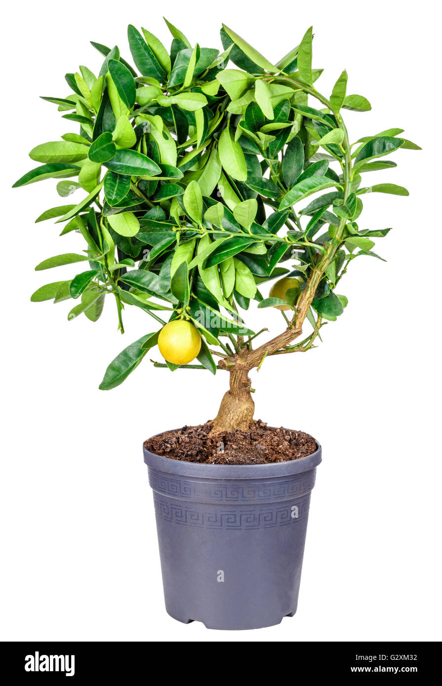 Lemon tree isolated on white background Stock Photo - Alamy