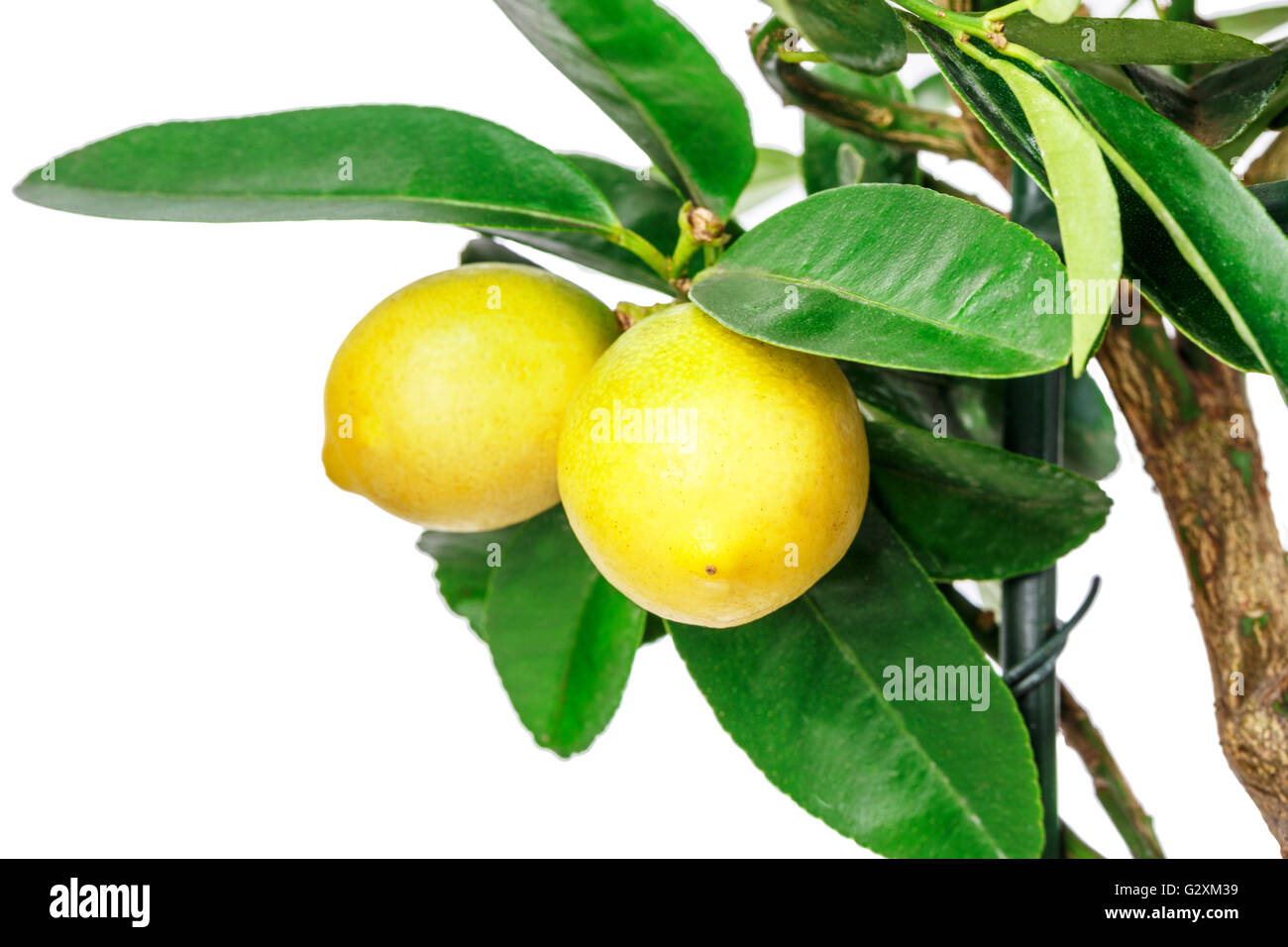 Lemon tree isolated on white background Stock Photo - Alamy
