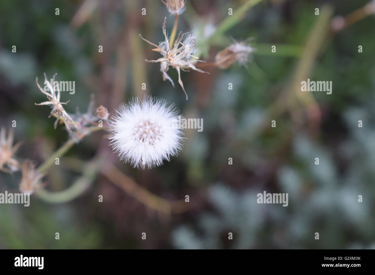 Dandelion seed head flower and dispersed flowers in the sand dunes of ...
