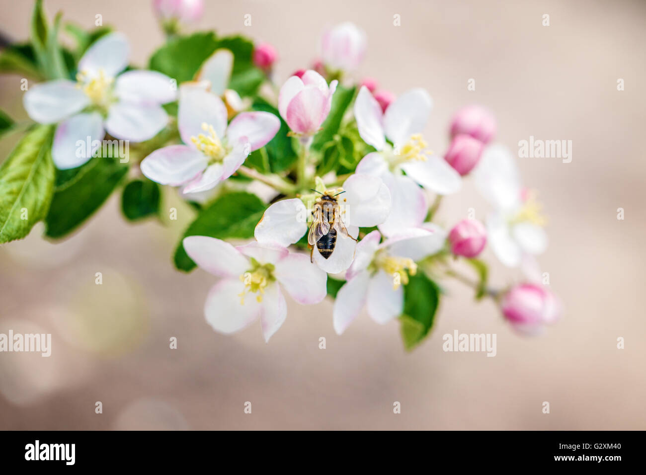 bee apple flower blossom tree Stock Photo - Alamy