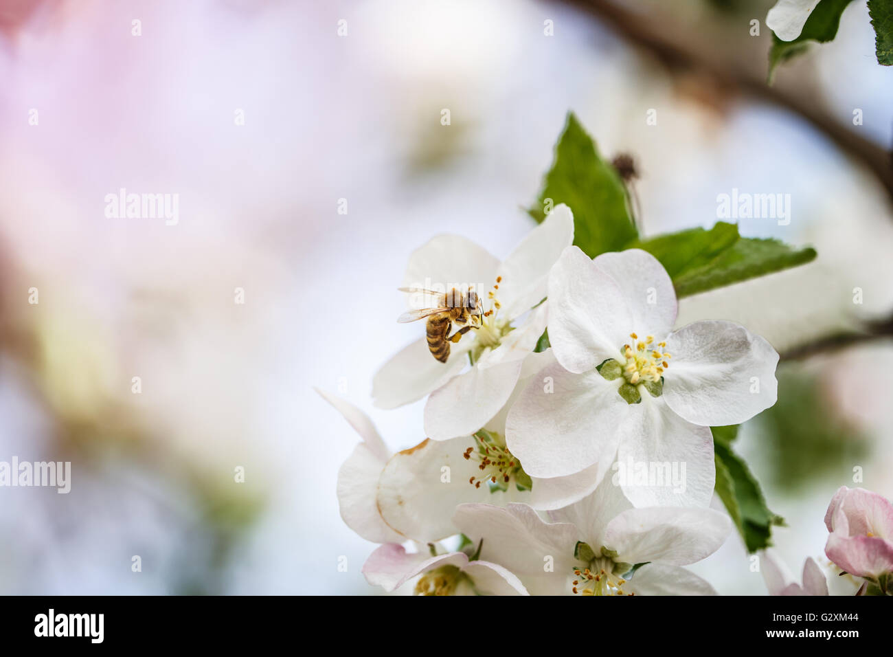 bee apple flower blossom tree Stock Photo - Alamy