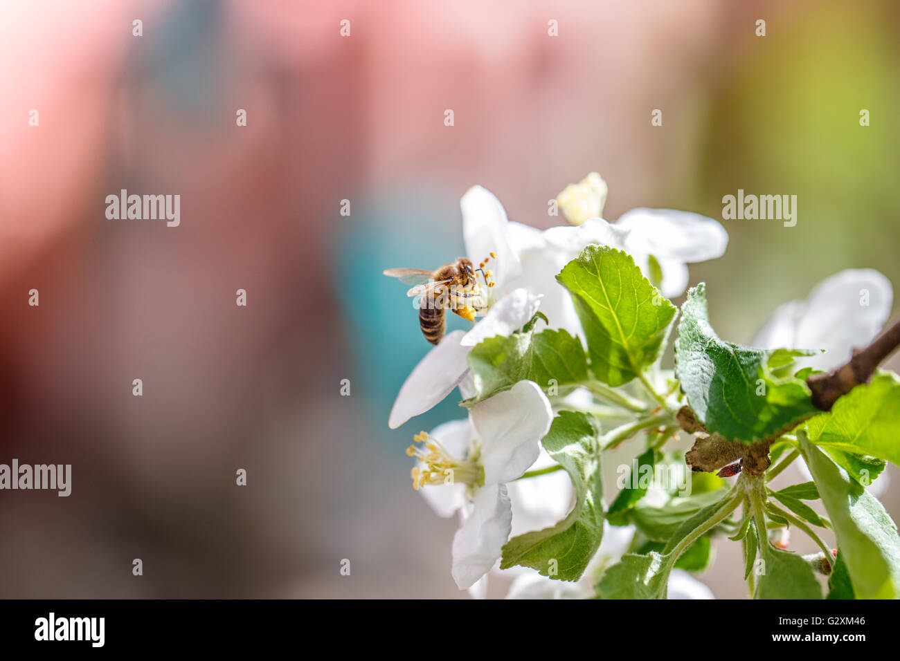 bee apple flower blossom tree Stock Photo - Alamy