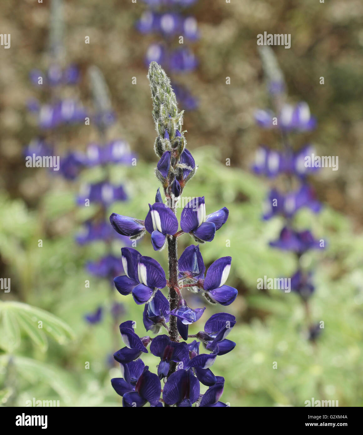 Purple Lupin flowers in the rain Stock Photo - Alamy