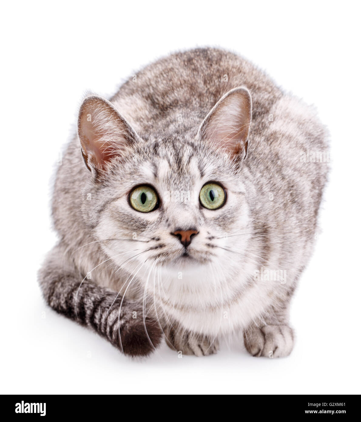 Gray tabby cat hi-res stock photography and images - Alamy