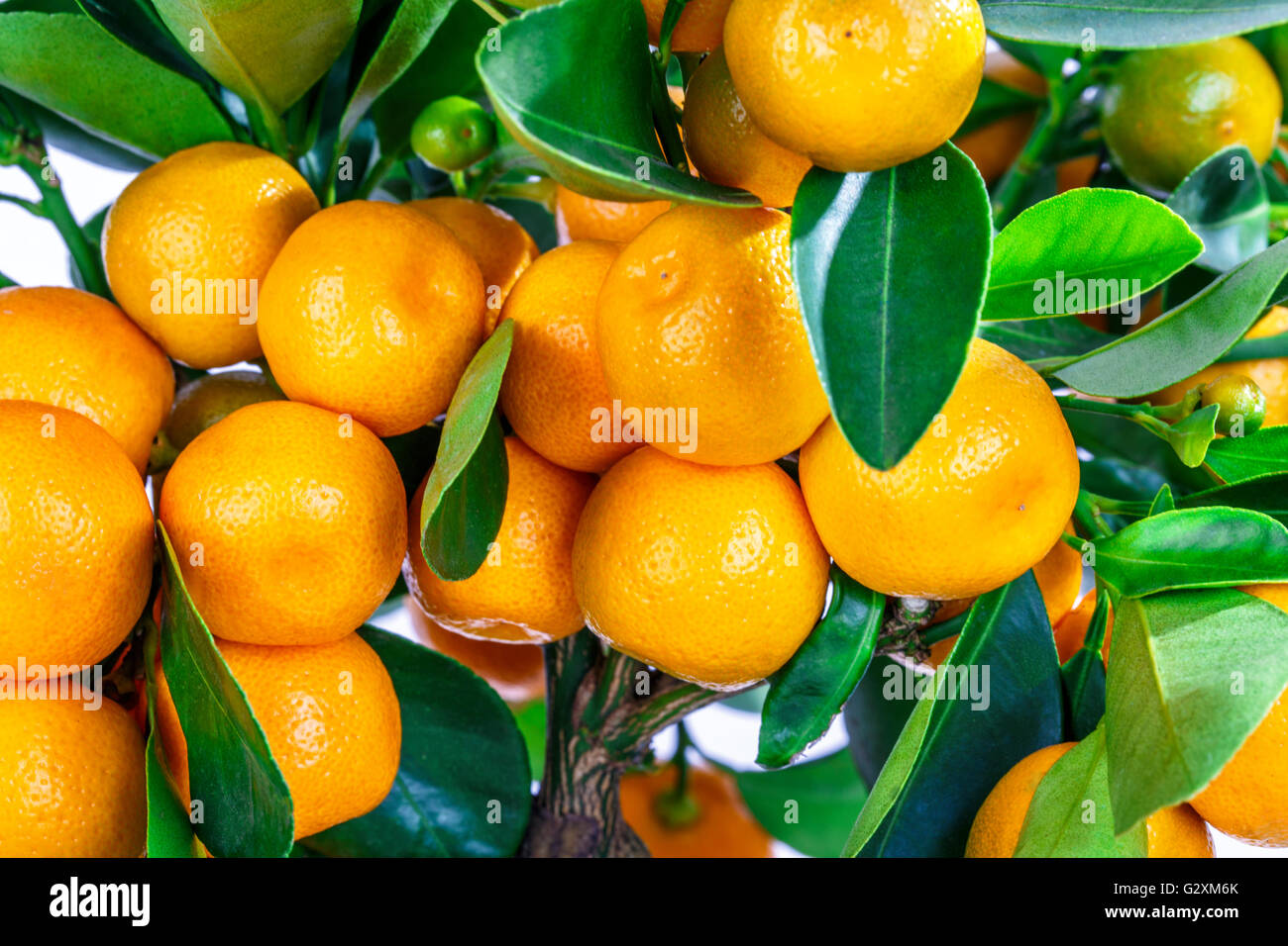 mandarine tree isolated on white background Stock Photo - Alamy