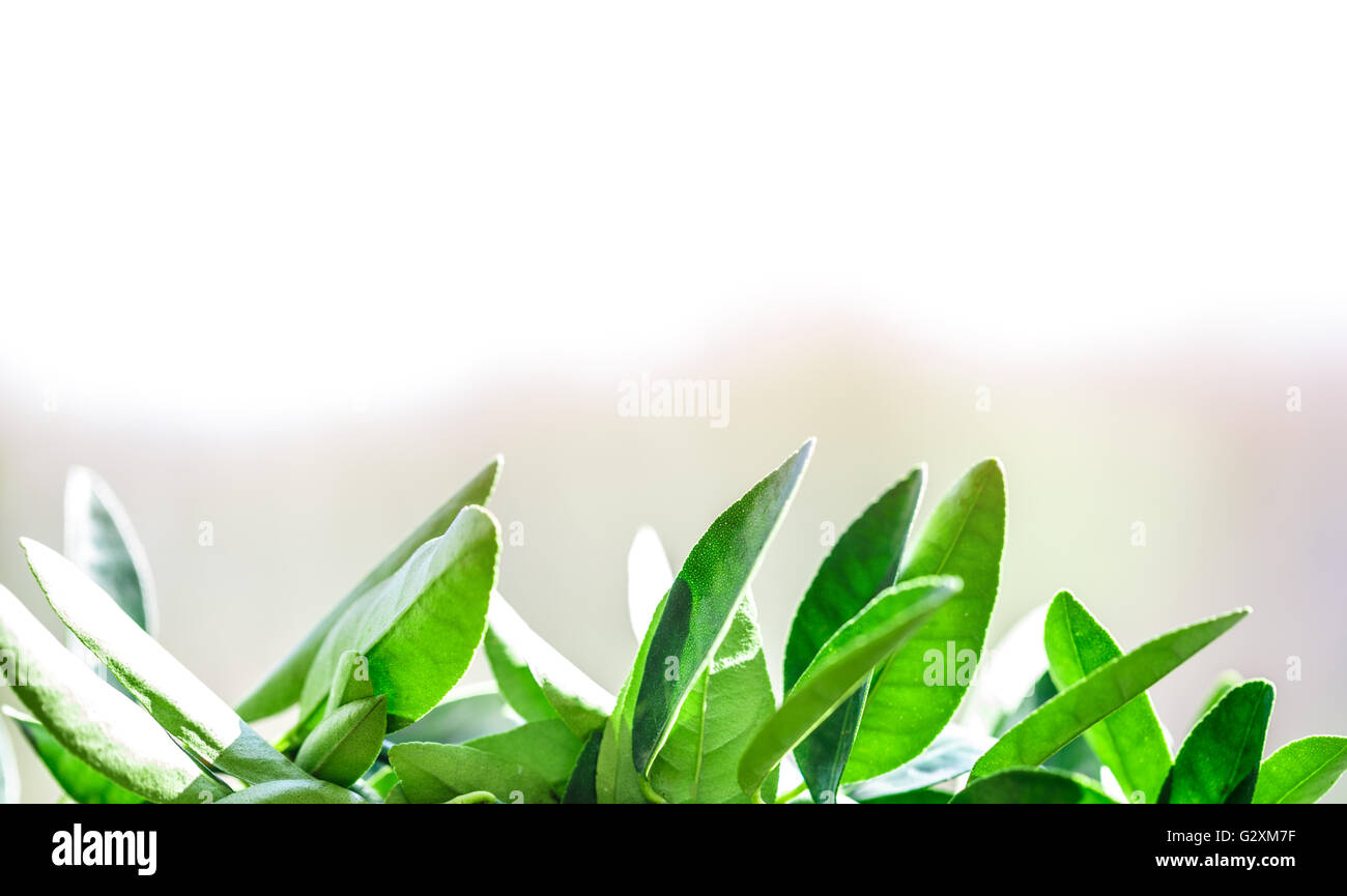 Lemon pot hi-res stock photography and images - Alamy