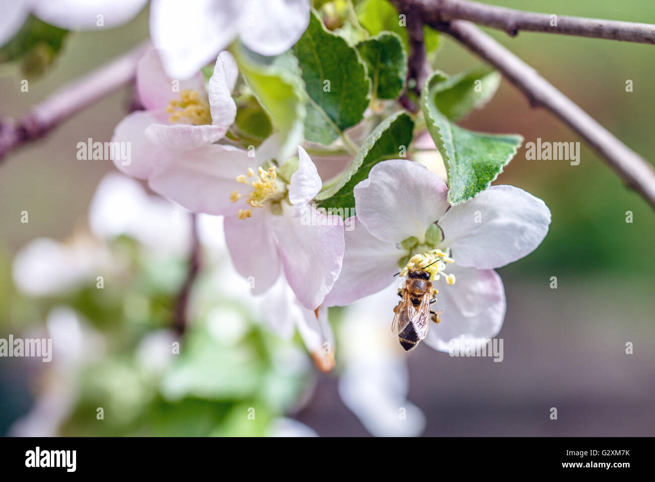 Blooming apple tree flowers bees hi-res stock photography and images ...