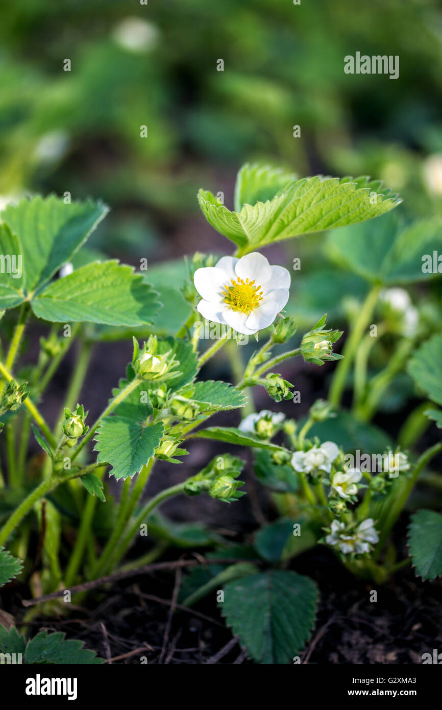 strawberry flower plant outside garden Stock Photo - Alamy
