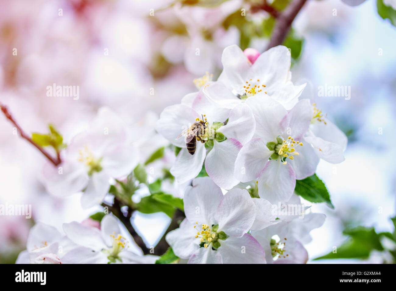 Bee apple flower blossom hi-res stock photography and images - Alamy