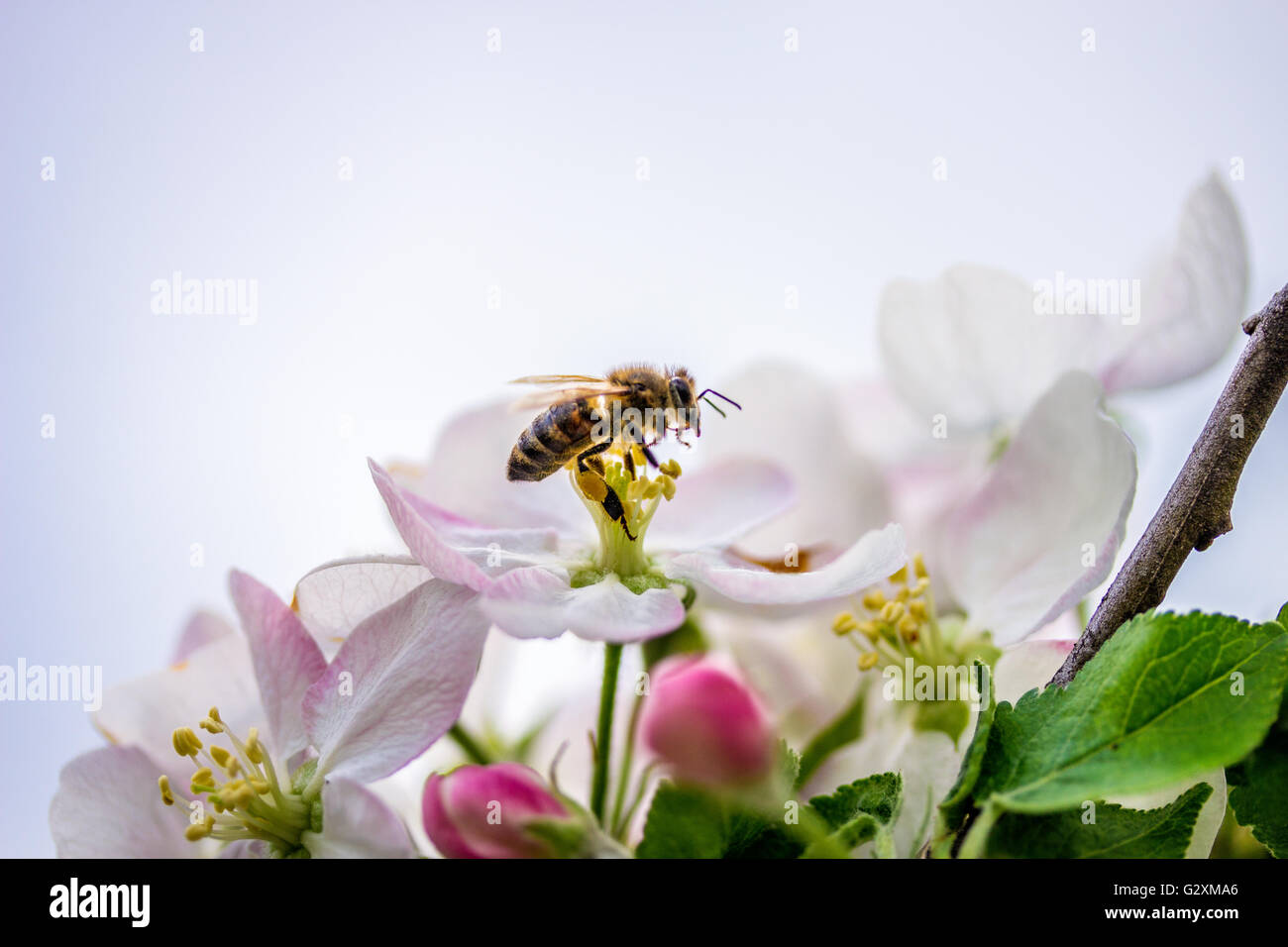 bee apple flower blossom tree Stock Photo - Alamy