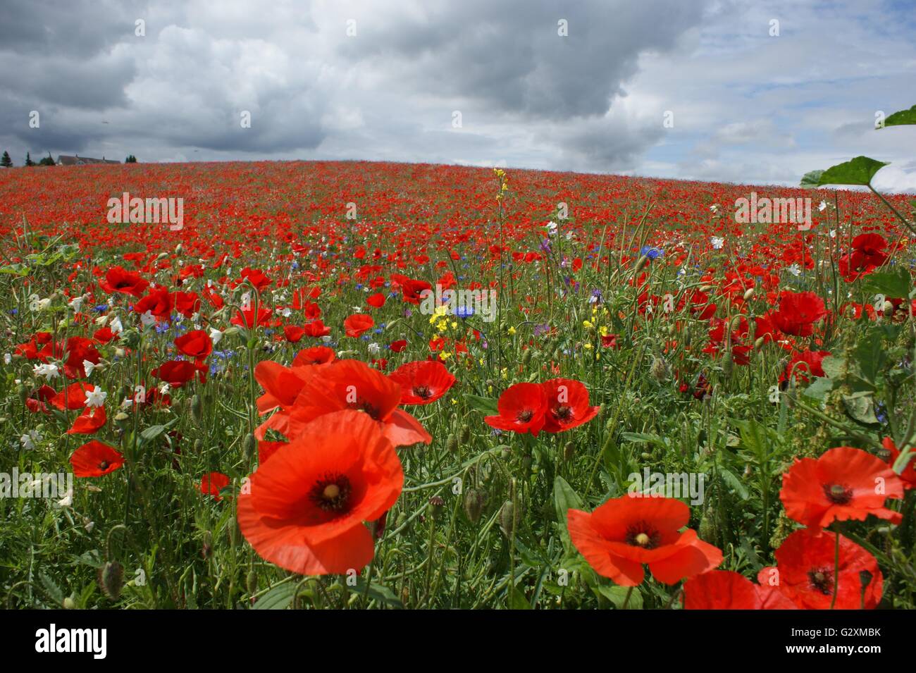 Red poppy carpet hi-res stock photography and images - Alamy